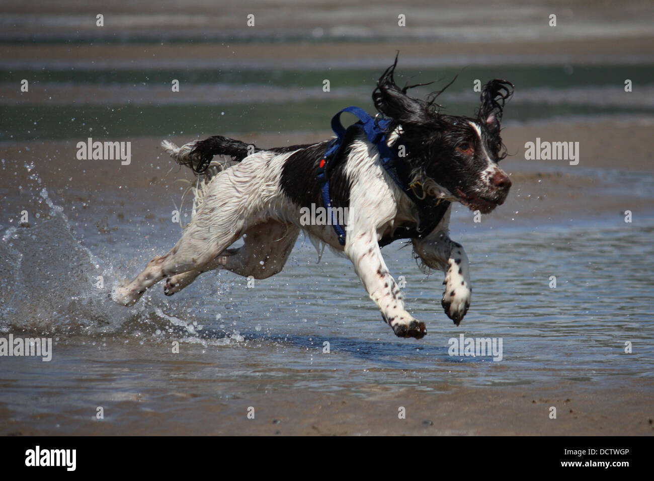 Springer spaniel jumping water hi-res stock photography and images - Alamy