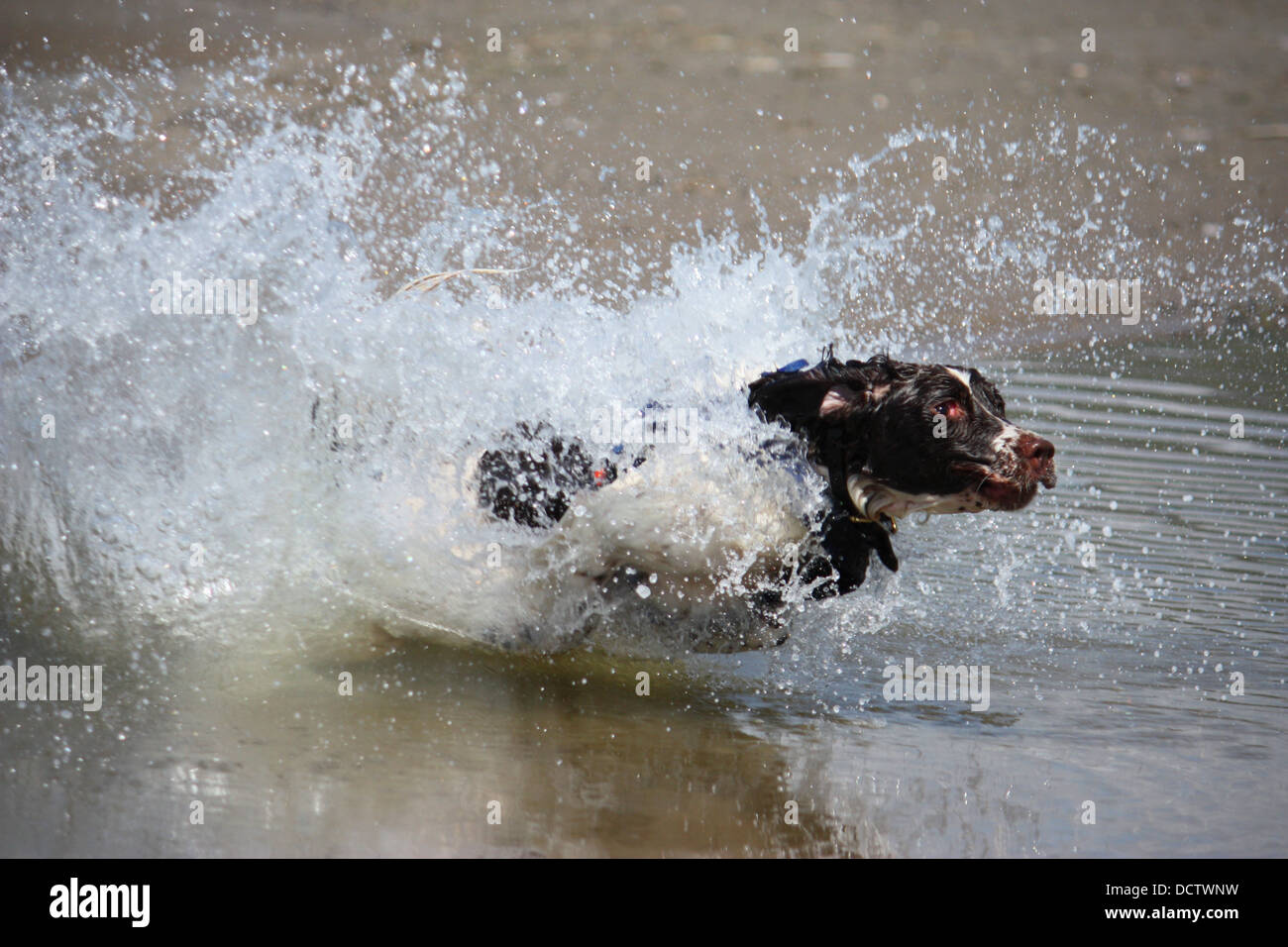 A working type english springer spaniel running on a beach splashing ...
