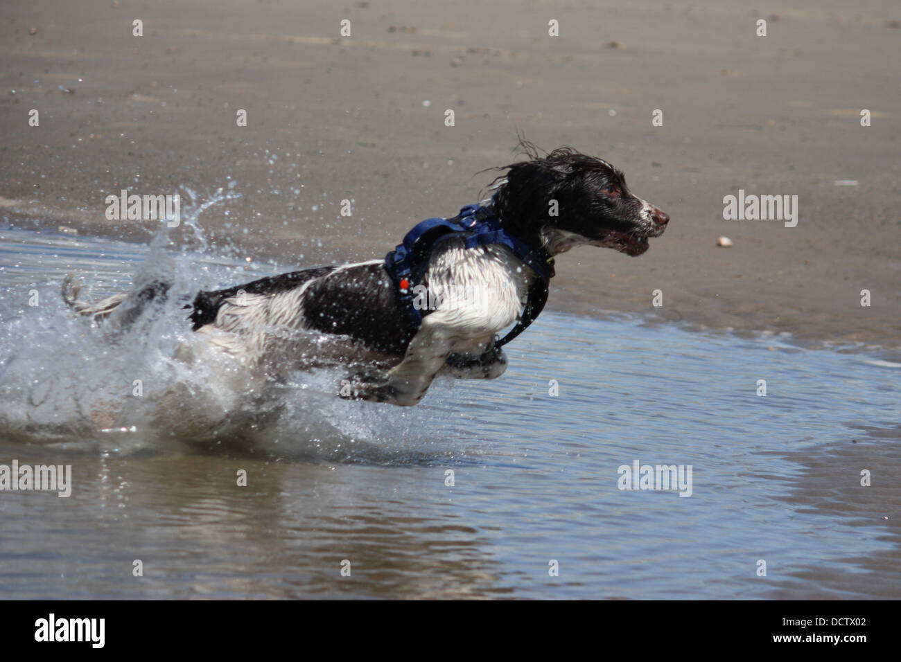 Springer Spaniel Jumping Water High Resolution Stock Photography and ...