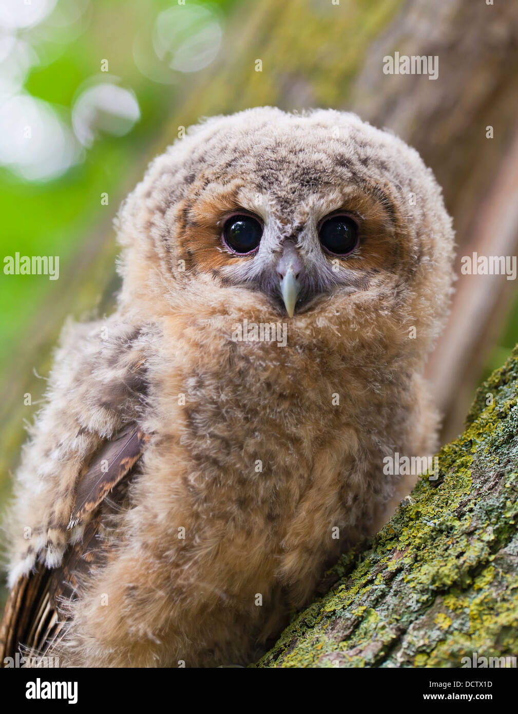 Baby tawny owl hi-res stock photography and images - Alamy