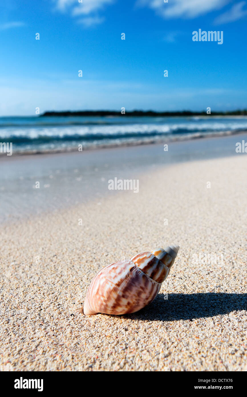 shell on the beach Stock Photo - Alamy