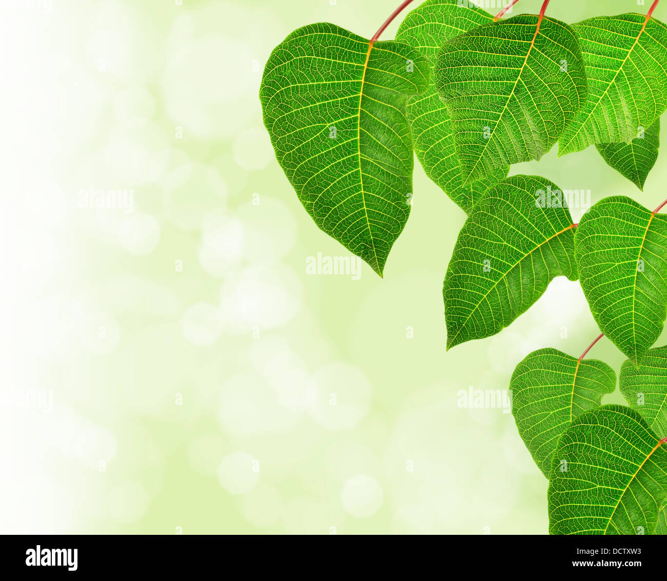 fresh green leaves background Stock Photo - Alamy