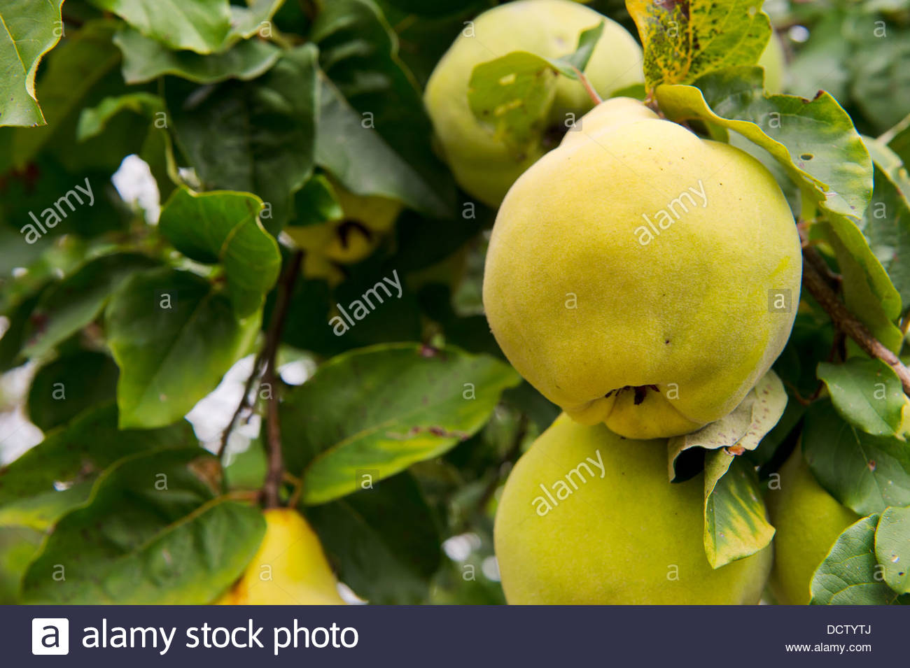 Quince Tree High Resolution Stock Photography and Images - Alamy