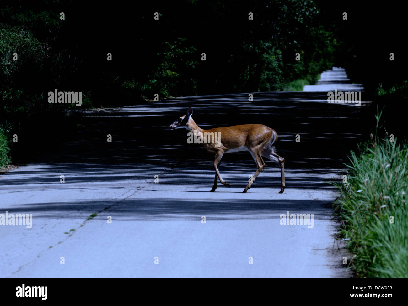 White-tail Deer crossing rural road at night Stock Photo - Alamy
