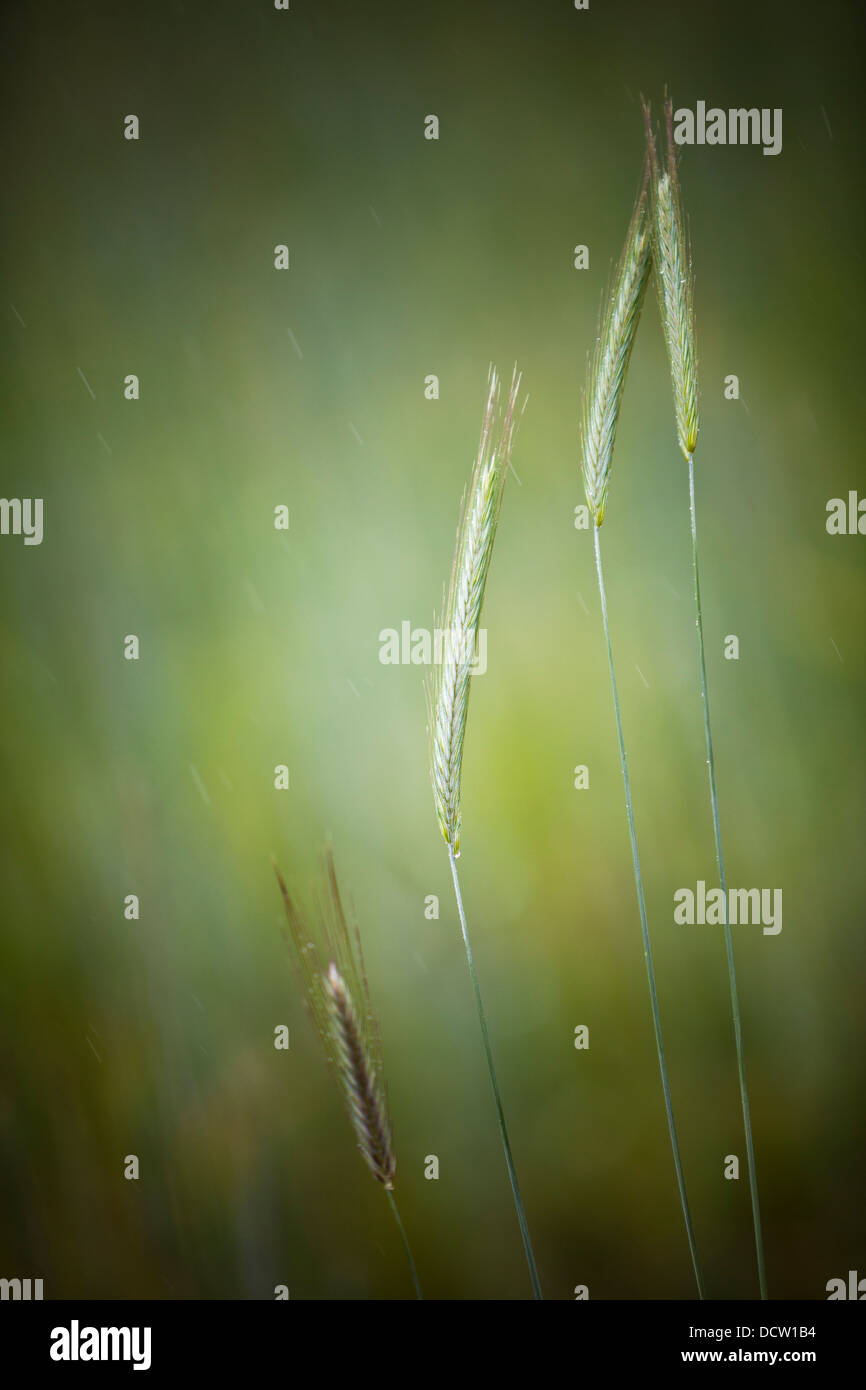 Seed close up Stock Photo - Alamy