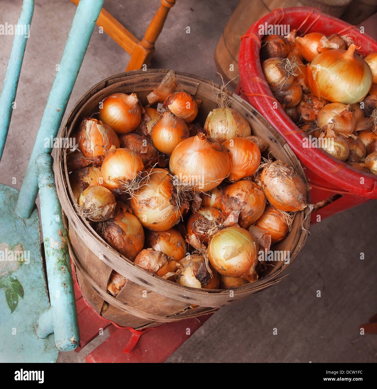 A giant bushel of freshly harvested onions in a dirty old shed in the ...