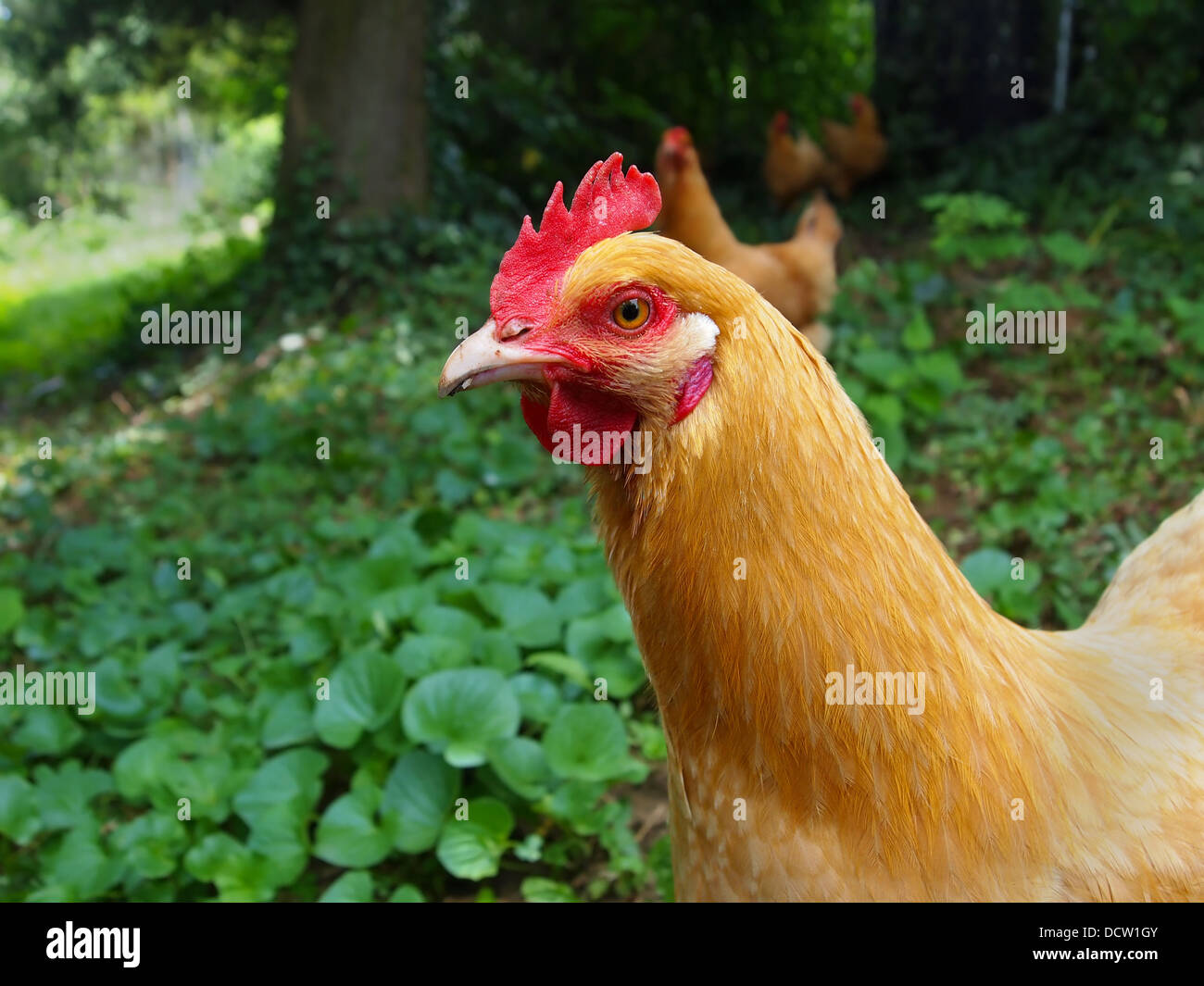 Closeup portrait of a cream colored chicken with more chickens in the ...