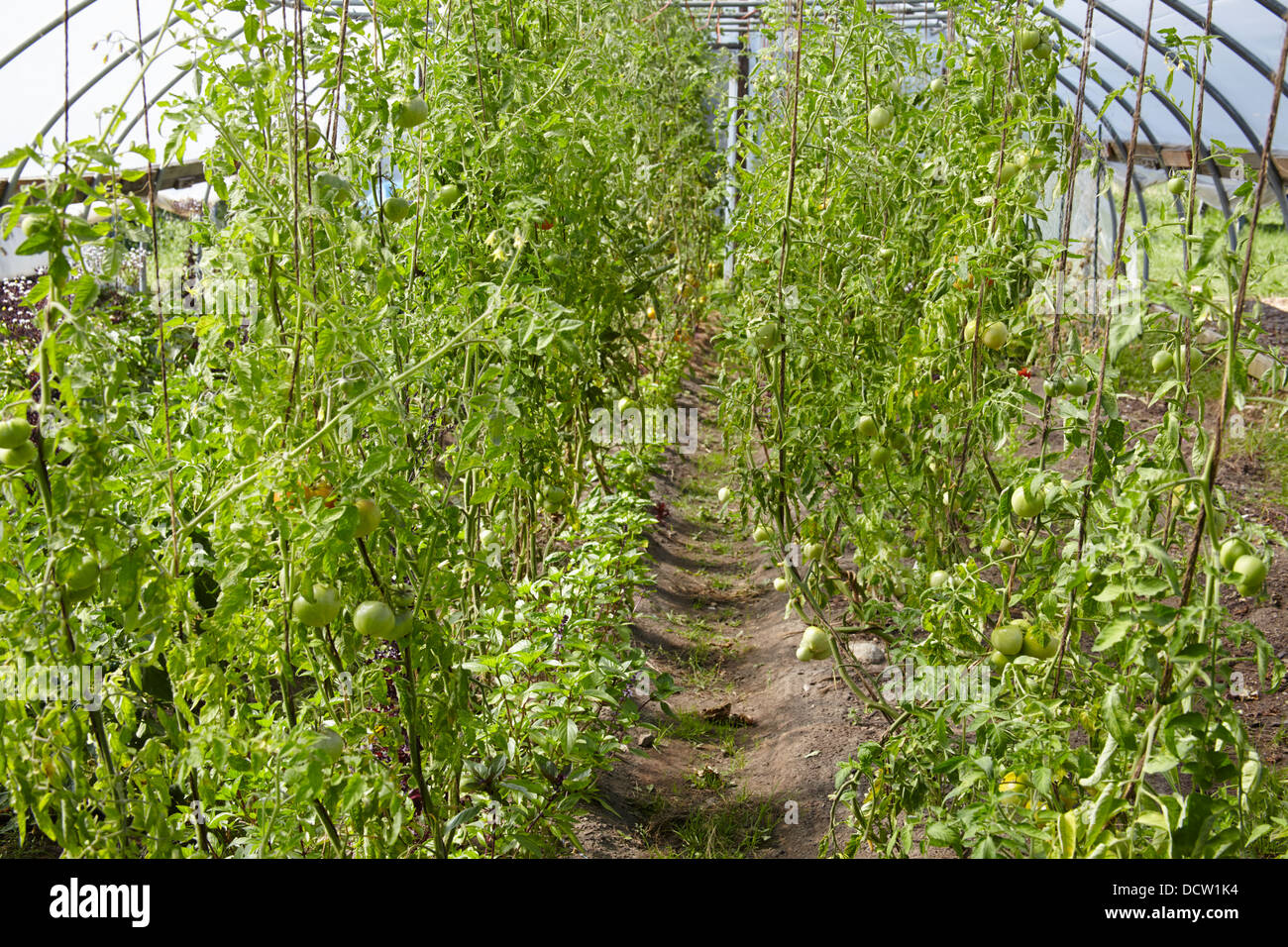 greenhouse with tomato plants, Four Acres Farm, Lyndonville, Vermont ...