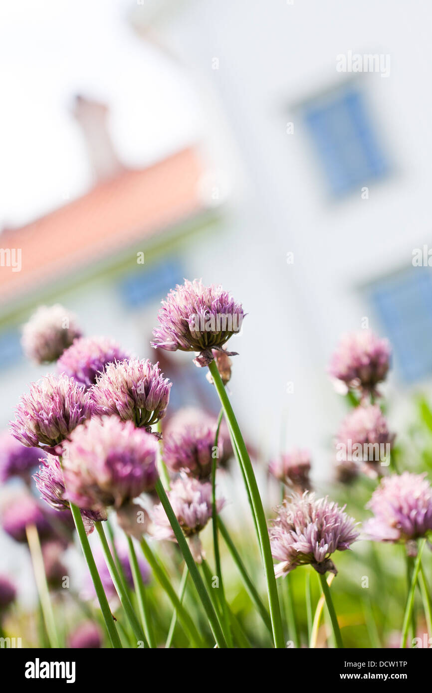 Front garden allium house hi-res stock photography and images - Alamy