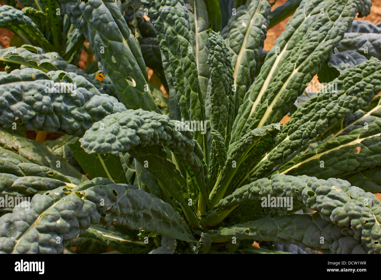 Kale ready for harvest, Hardwick, Vermont, New England, USA Stock Photo ...