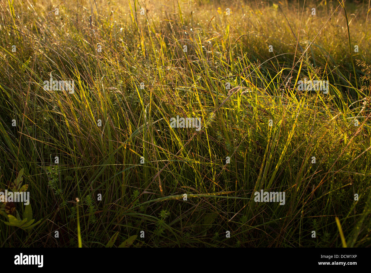 Damp grasses hi-res stock photography and images - Alamy