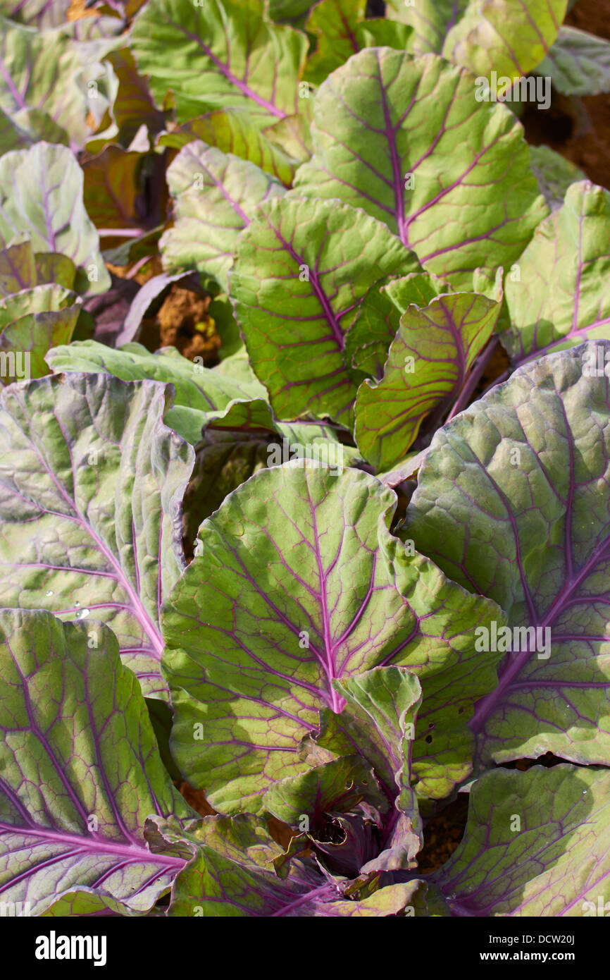 Chard Farm Stock Photos & Chard Farm Stock Images - Alamy