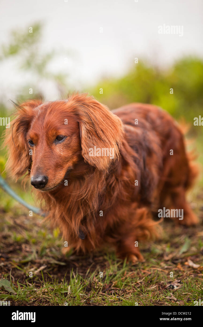 Dog in nature Stock Photo - Alamy