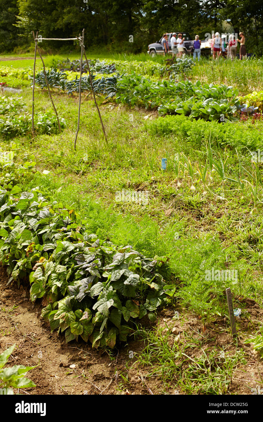 Fields of vegetables hi-res stock photography and images - Alamy