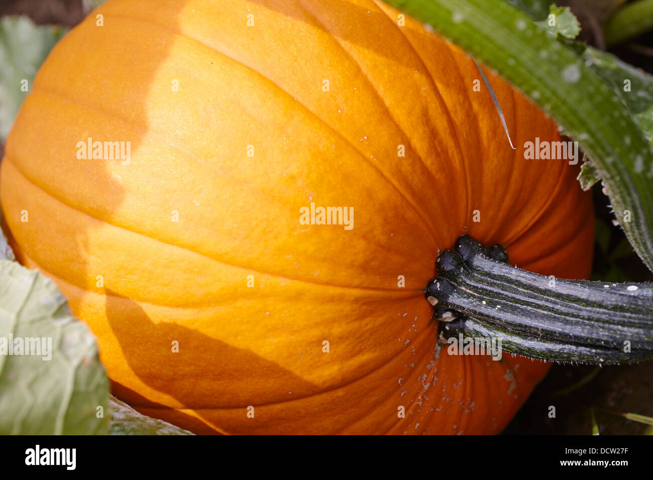 pumpkins on the vine and ready for harvest Stock Photo - Alamy