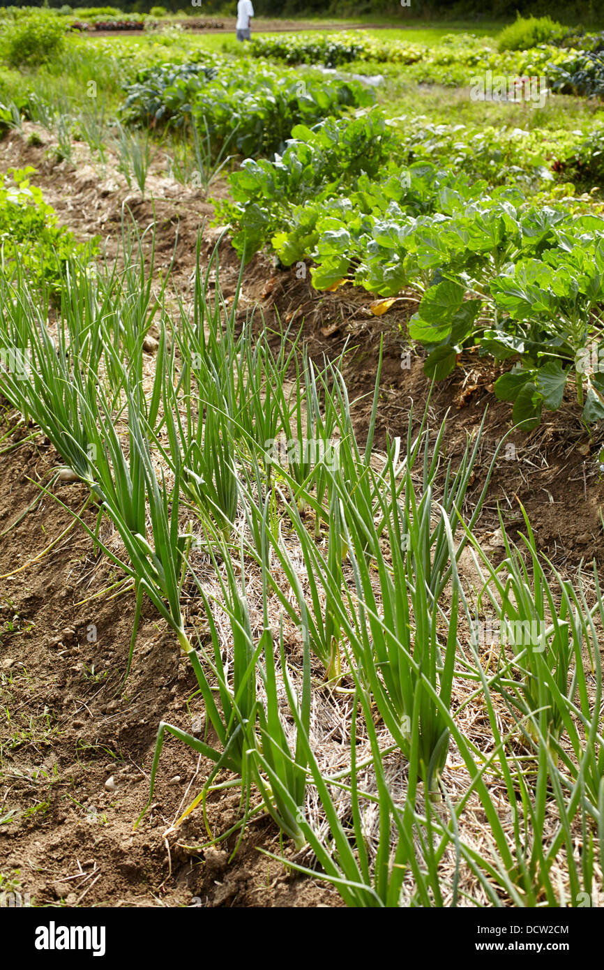 Seed Production High Resolution Stock Photography and Images - Alamy