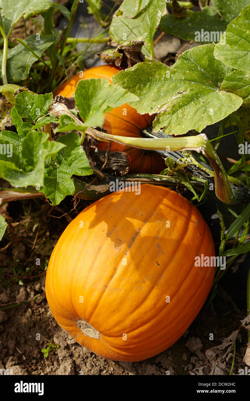 pumpkins on the vine and ready for harvest Stock Photo - Alamy