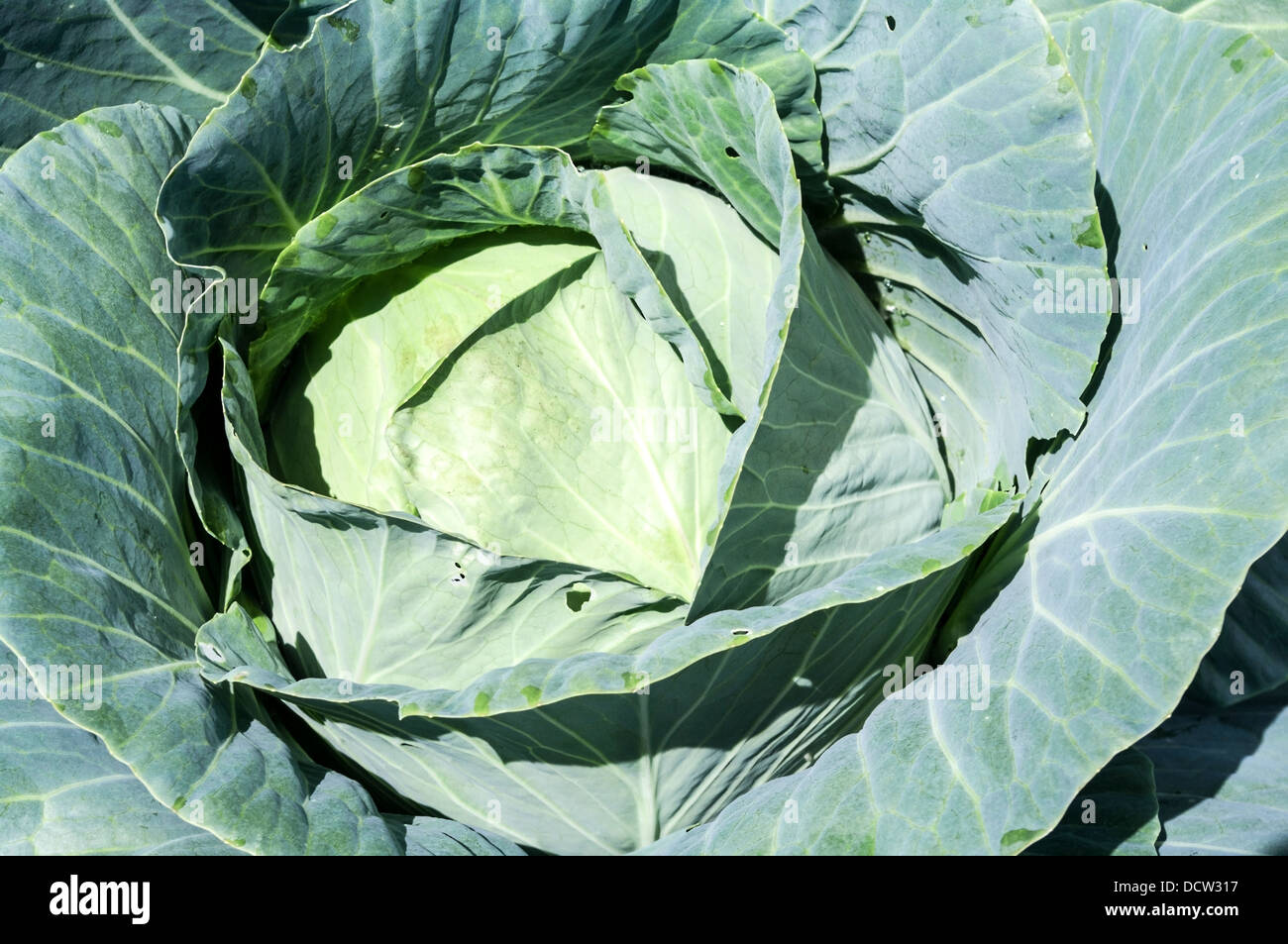 Harvest crop cabbage vegetable hi-res stock photography and images - Alamy