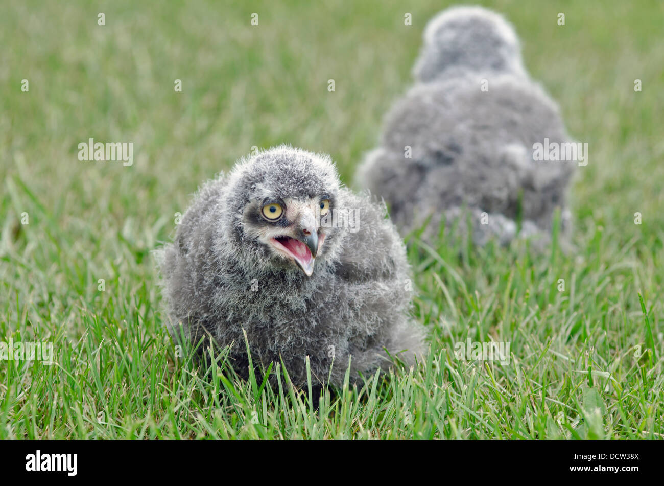 A pair of baby snowy owls explore the world around them Stock Photo - Alamy