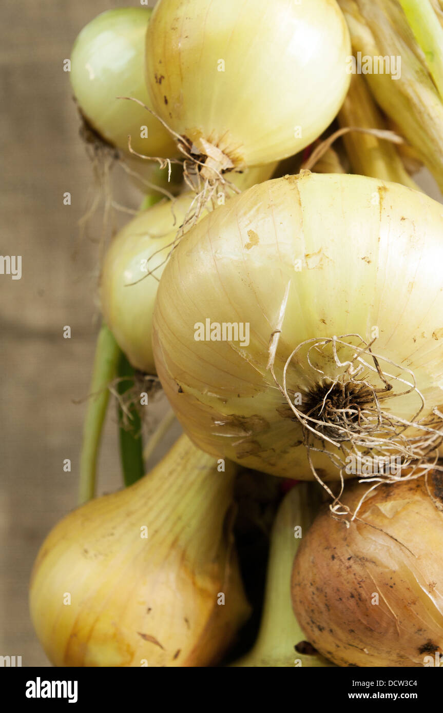 Onion drying hi-res stock photography and images - Alamy