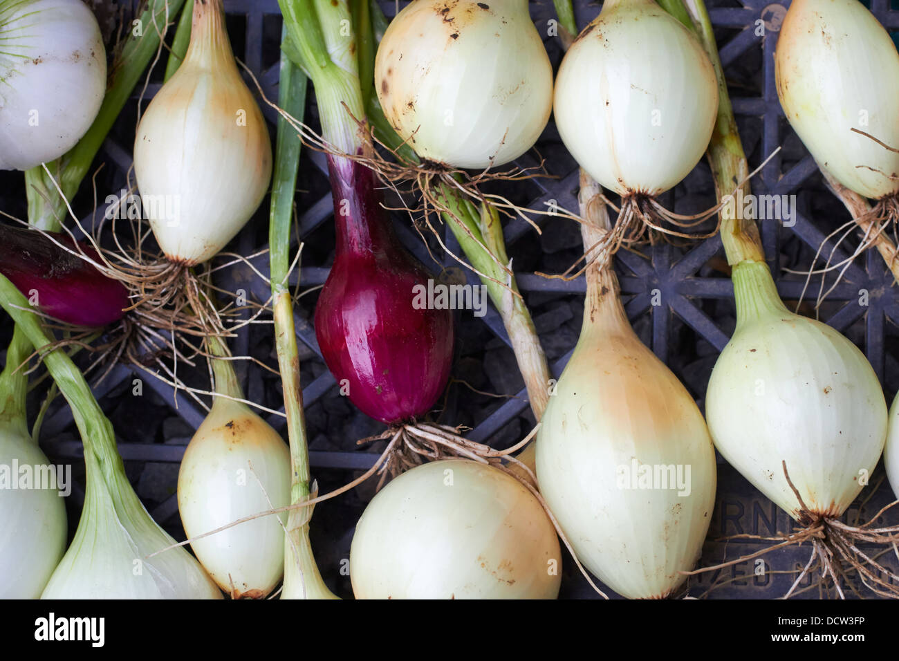 Onion display hi-res stock photography and images - Alamy