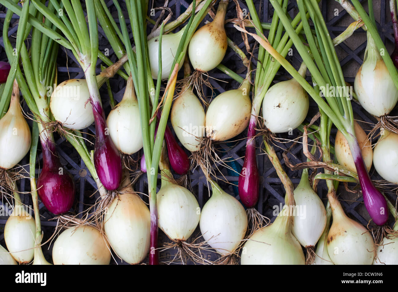 Onions display, Vermont, USA Stock Photo - Alamy