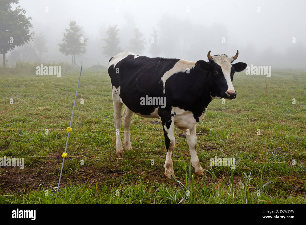 Dairy farm england hi-res stock photography and images - Alamy