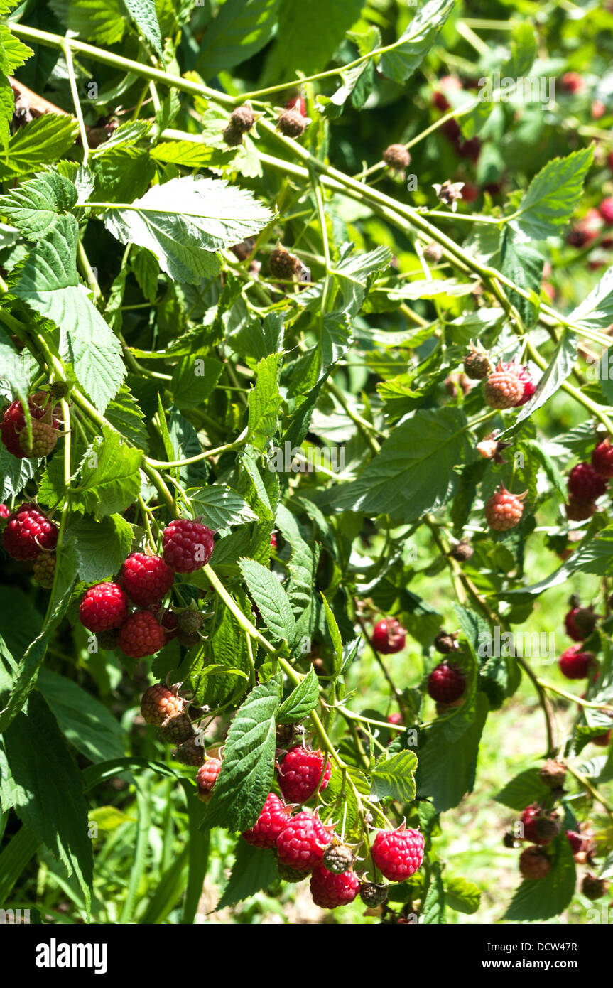 Raspberries on the vine Stock Photo - Alamy