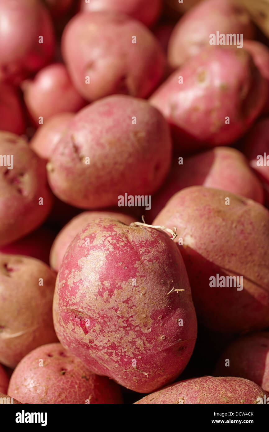 pile of red potatoes Stock Photo - Alamy