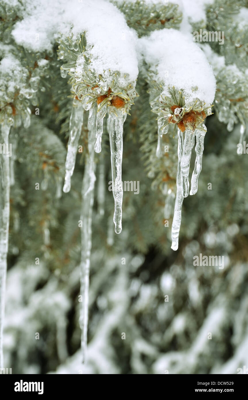 pine tree branches after ice storm Stock Photo - Alamy