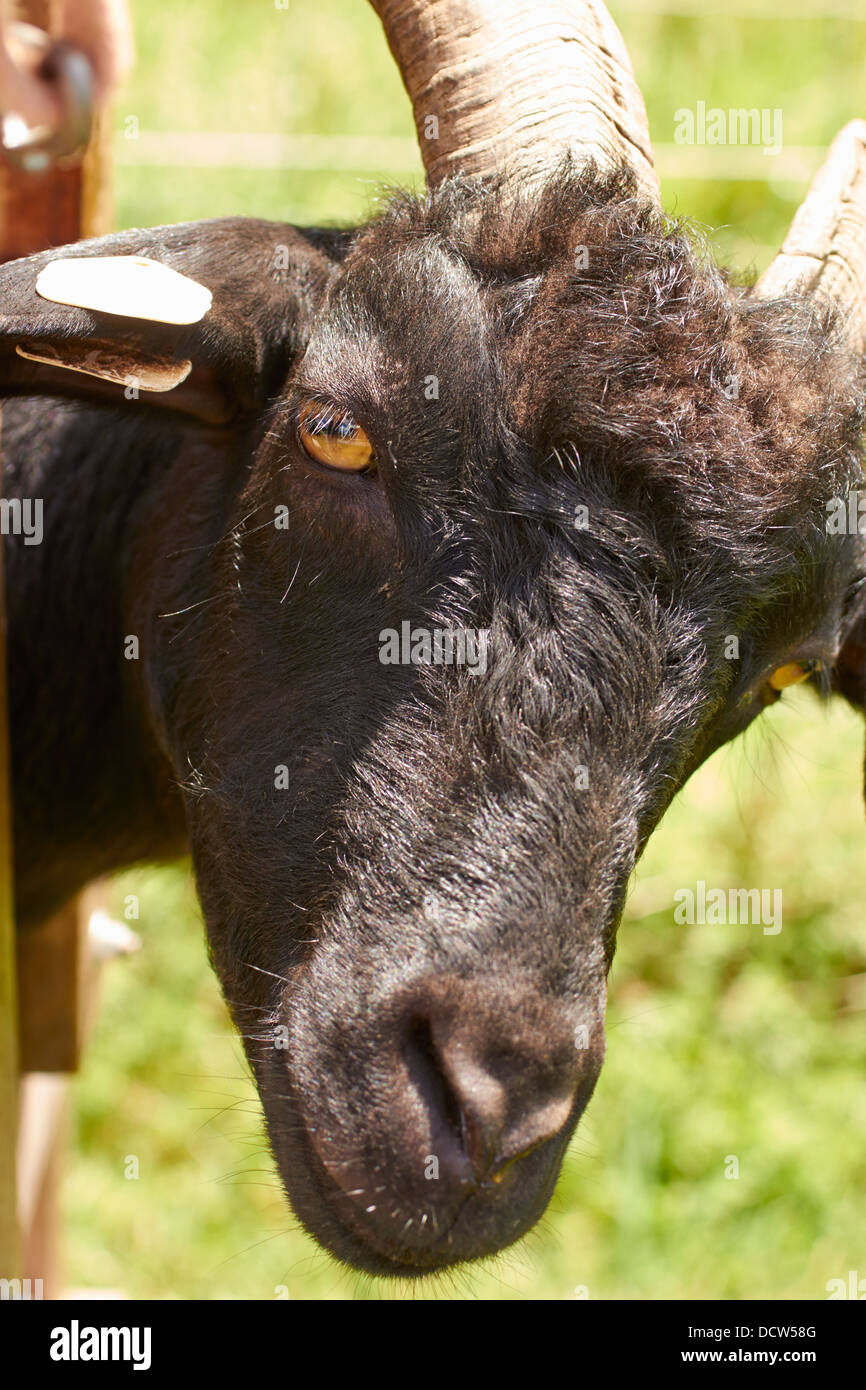 Goats at a Vermont Farm Stock Photo - Alamy