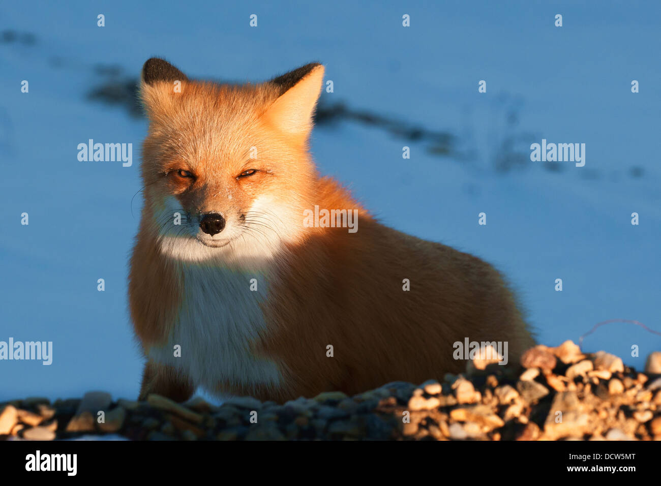 Red Fox. Vulpes vulpes Stock Photo - Alamy