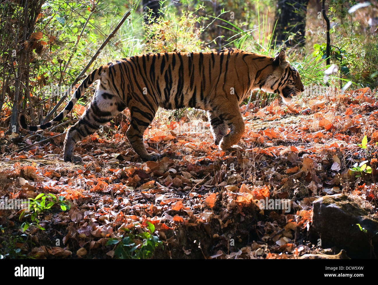 Royal Bengal tiger Stock Photo - Alamy