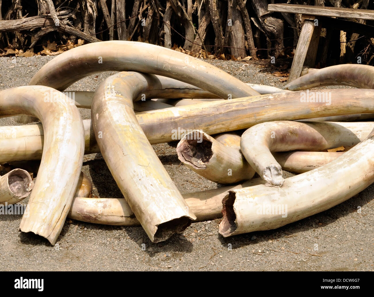 Ivory hunting hi-res stock photography and images - Alamy
