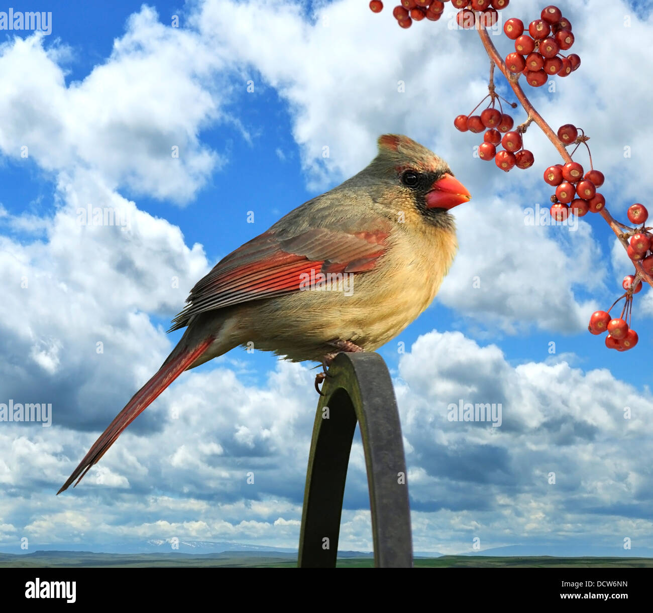 Northern cardinal fly hi-res stock photography and images - Alamy