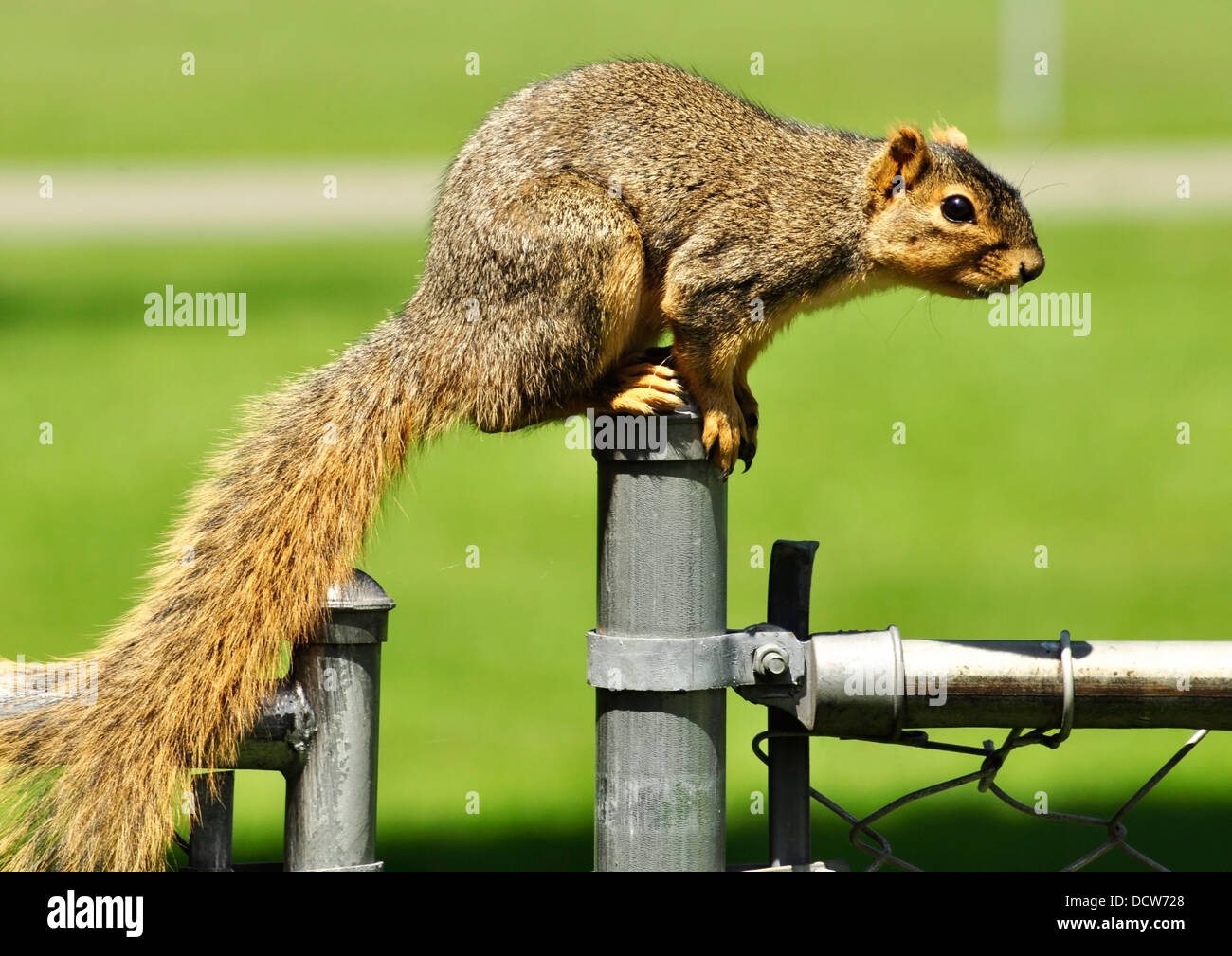 The fat fox hi-res stock photography and images - Alamy