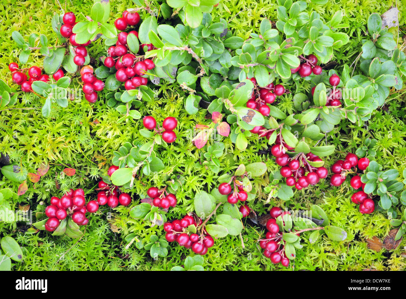 Produce carpet hi-res stock photography and images - Alamy