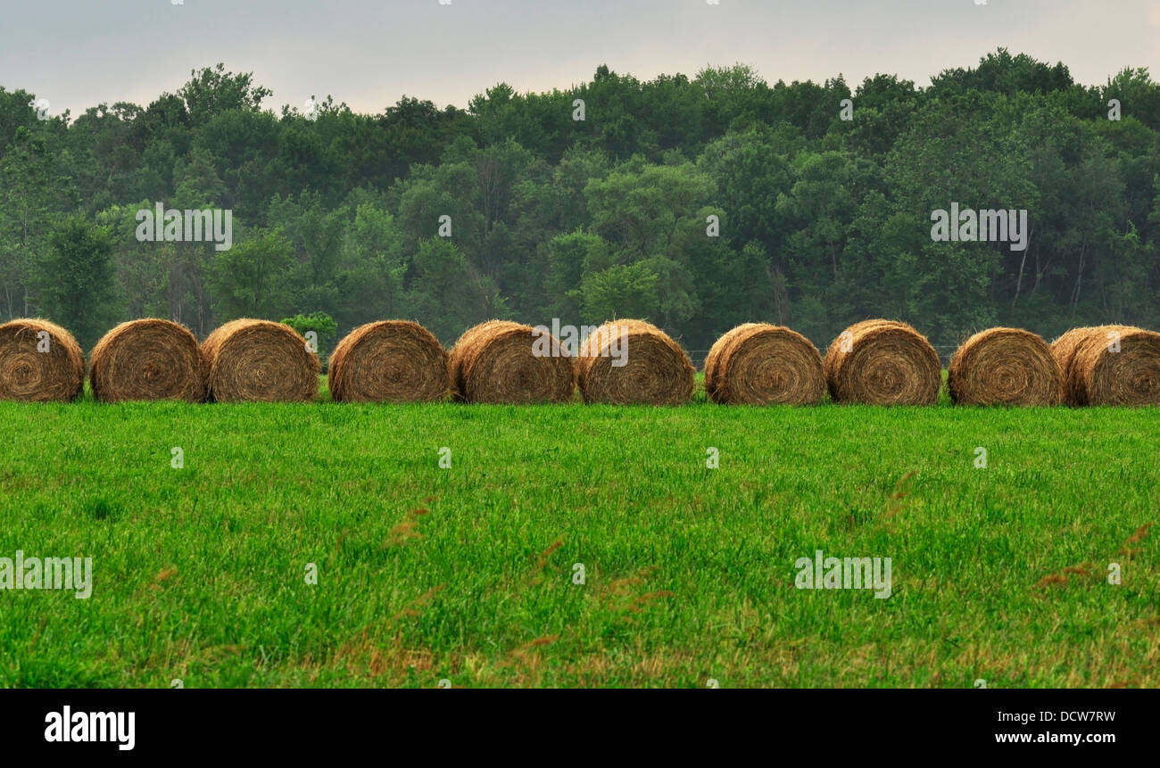 Hay bails in a field Stock Photo - Alamy
