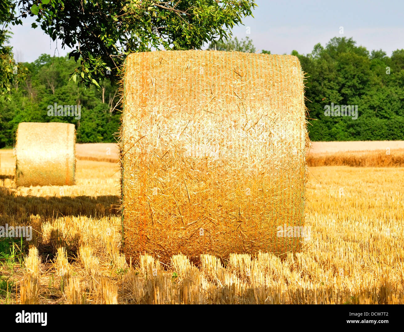 Hay bails in a field Stock Photo - Alamy