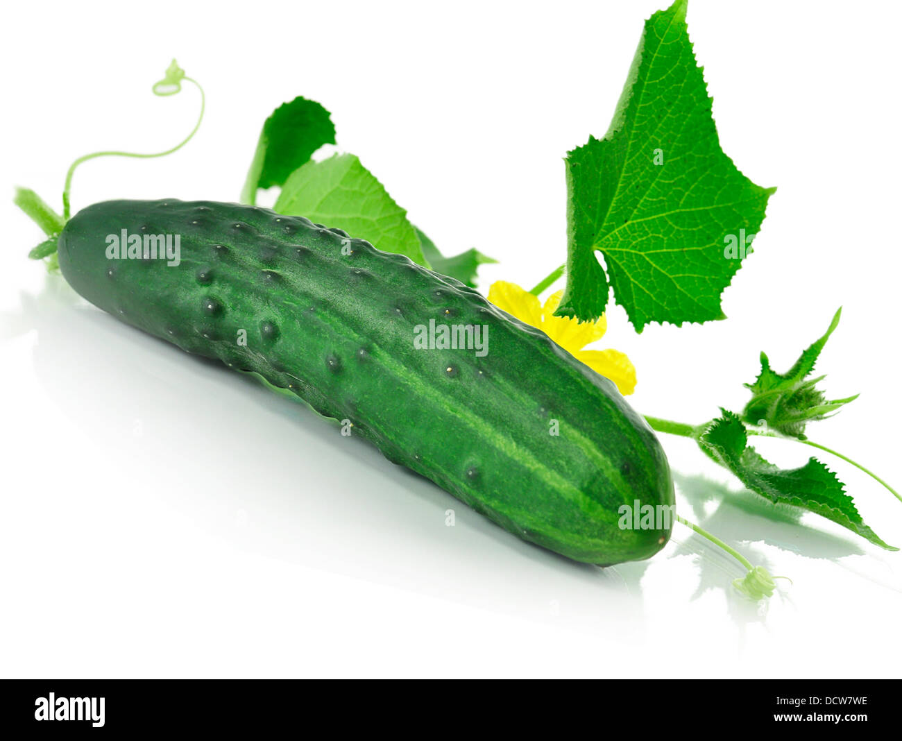 Cluster cucumber hi-res stock photography and images - Alamy