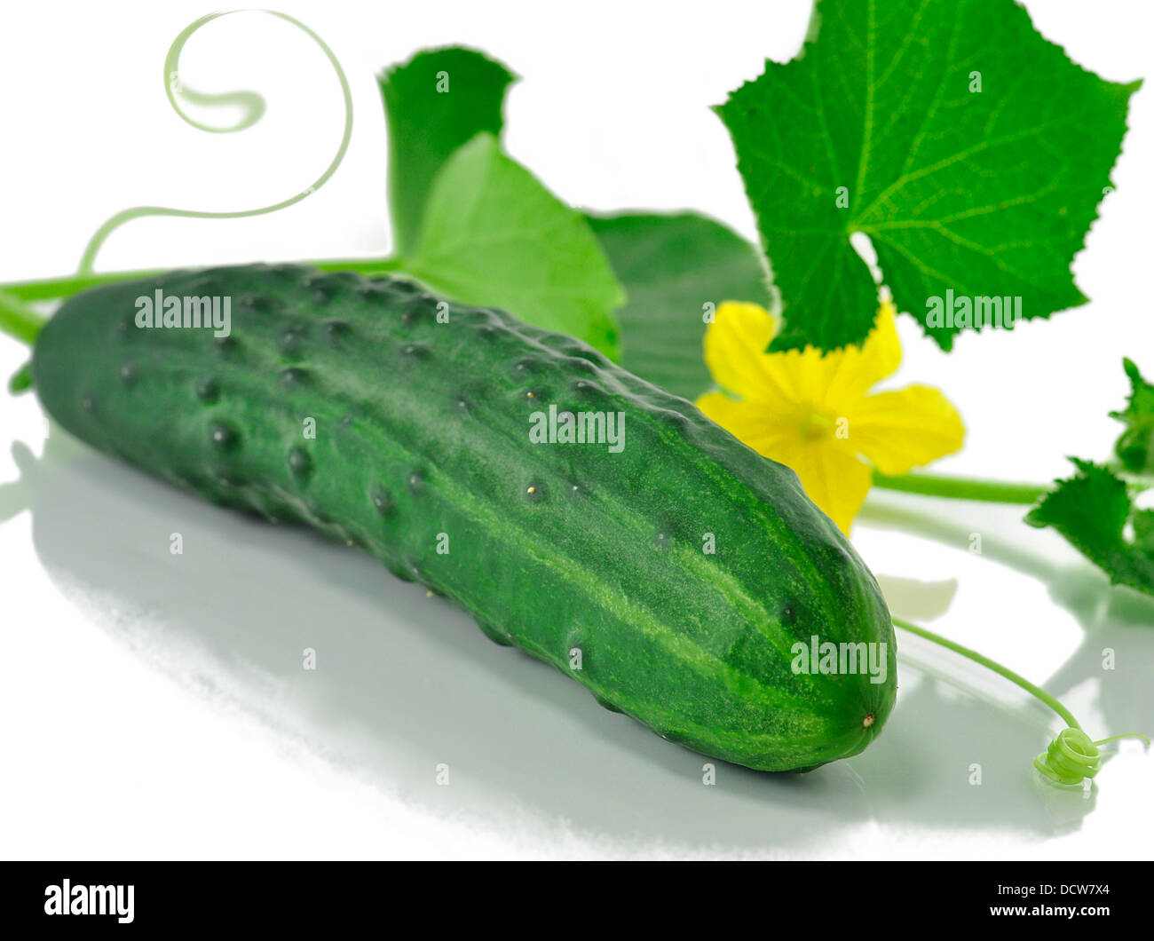 Cucumber cluster hi-res stock photography and images - Alamy