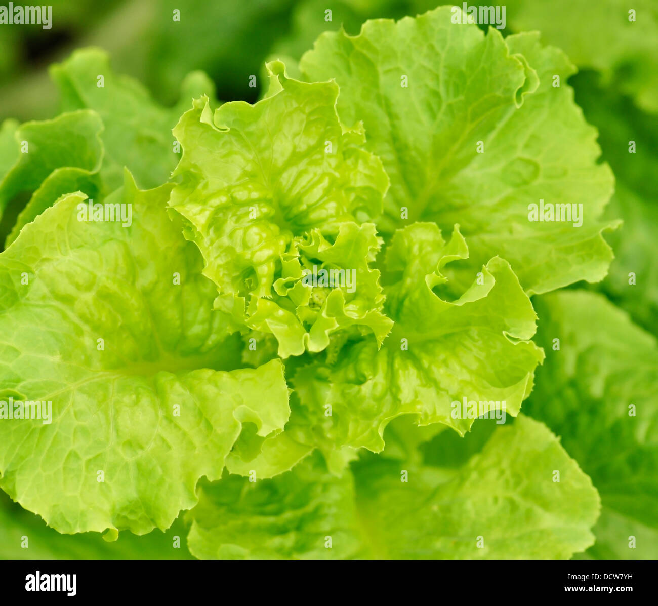 lettuce in a garden Stock Photo - Alamy