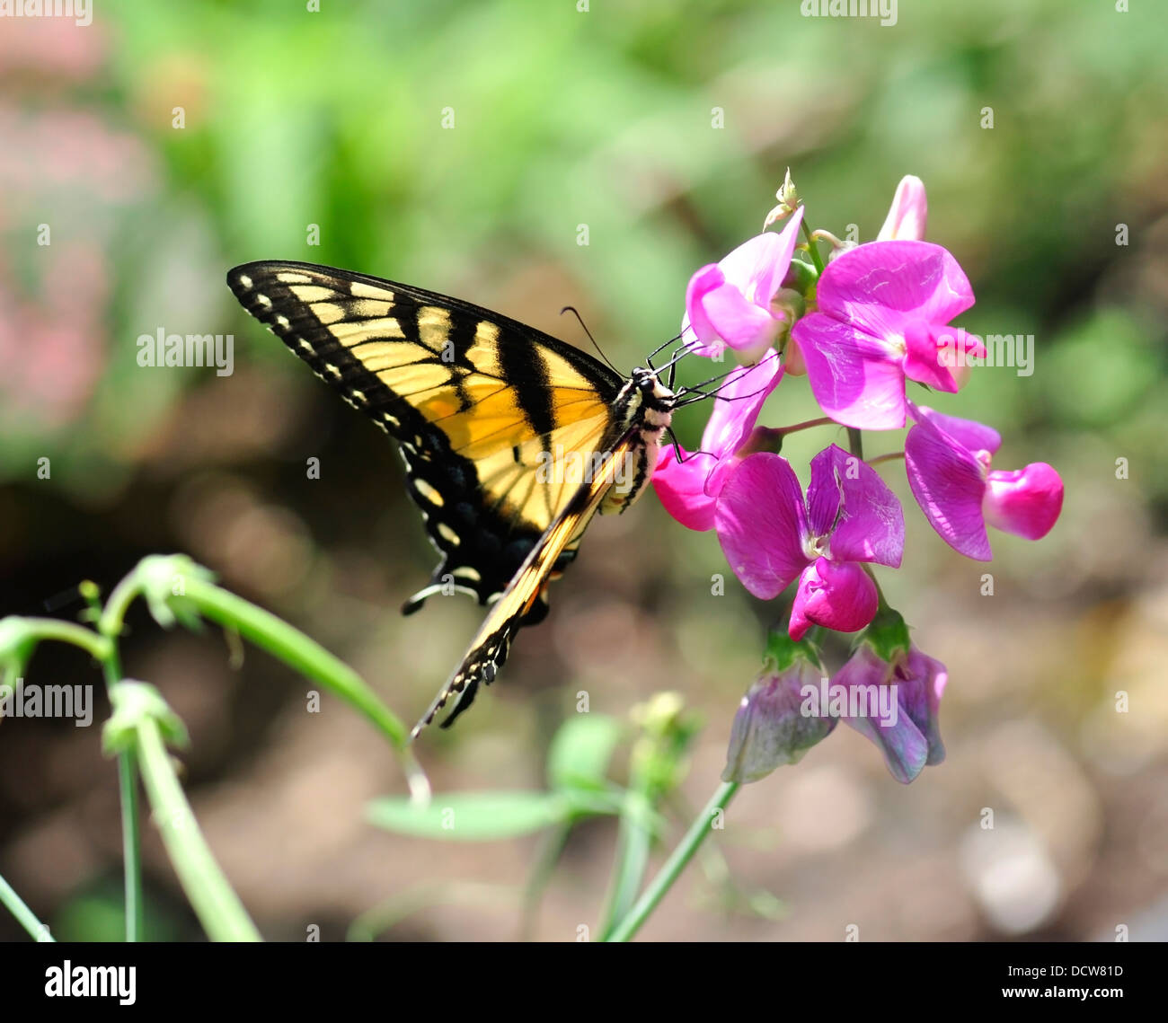 The magnificent swallowtail butterfly hi-res stock photography and ...