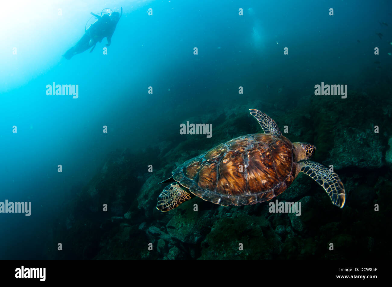 Recreational scuba divers and turtle swimming at Laje de Santos Marine ...
