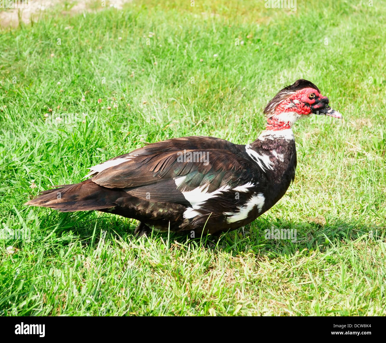 Domestic duck hybrid hi-res stock photography and images - Alamy