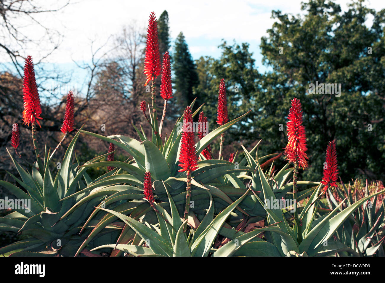 Cape Aloe / Bitter Aloe / Red Aloe / Tap Aloe - Aloe ferox - Family ...