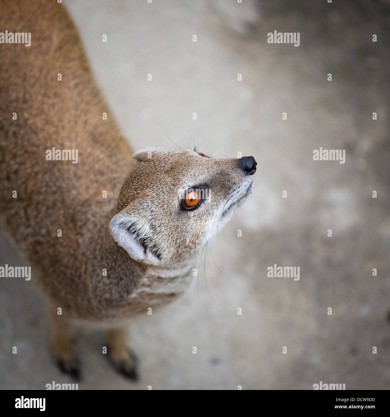 cute yellow mongoose Stock Photo - Alamy