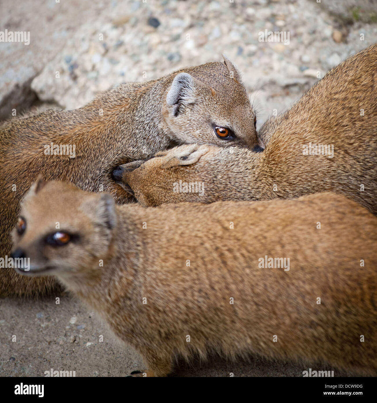 cute yellow mongoose Stock Photo - Alamy
