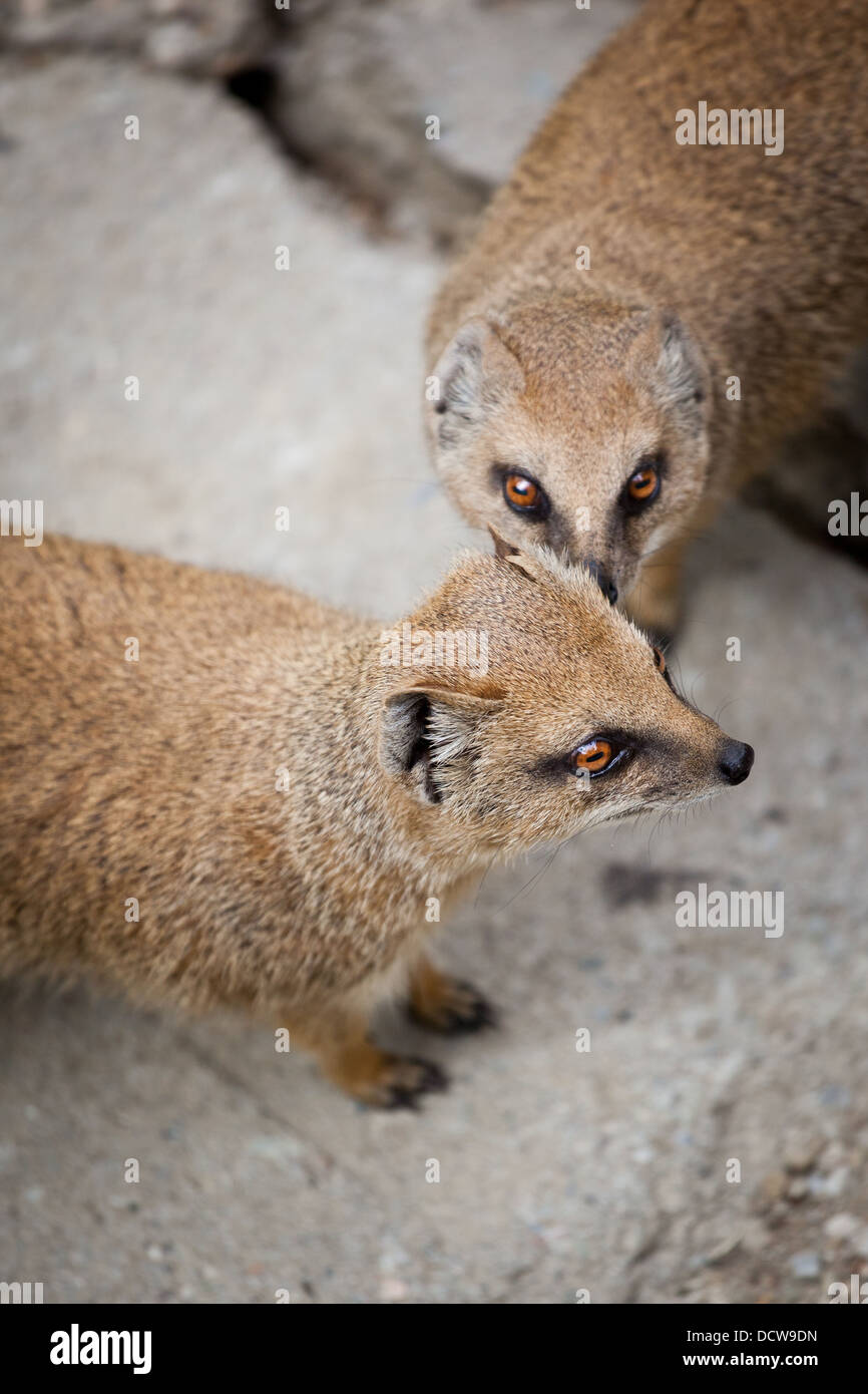 cute yellow mongoose Stock Photo - Alamy