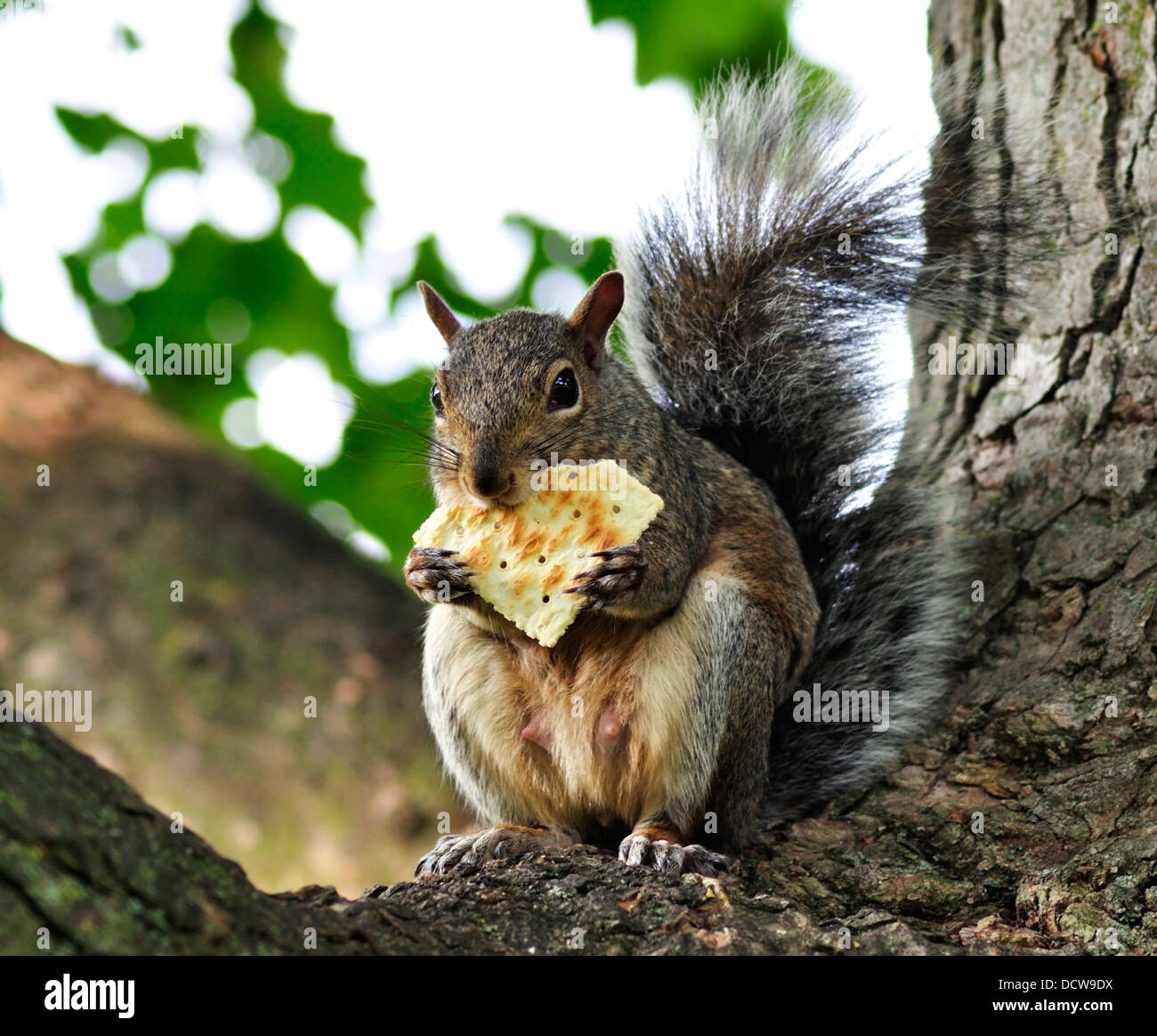 Tree squirrel perch hi-res stock photography and images - Alamy